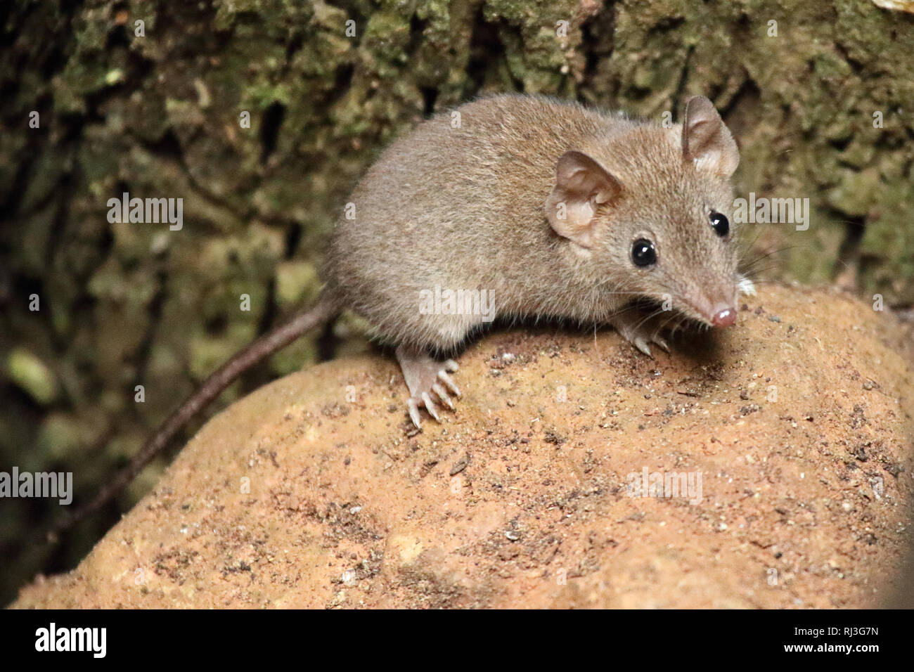 Marsupial mouse Banque de photographies et d’images à haute résolution ...