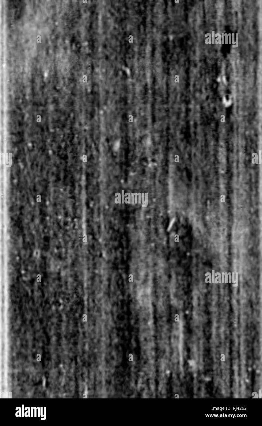 Star acadienne Banque de photographies et d’images à haute résolution ...