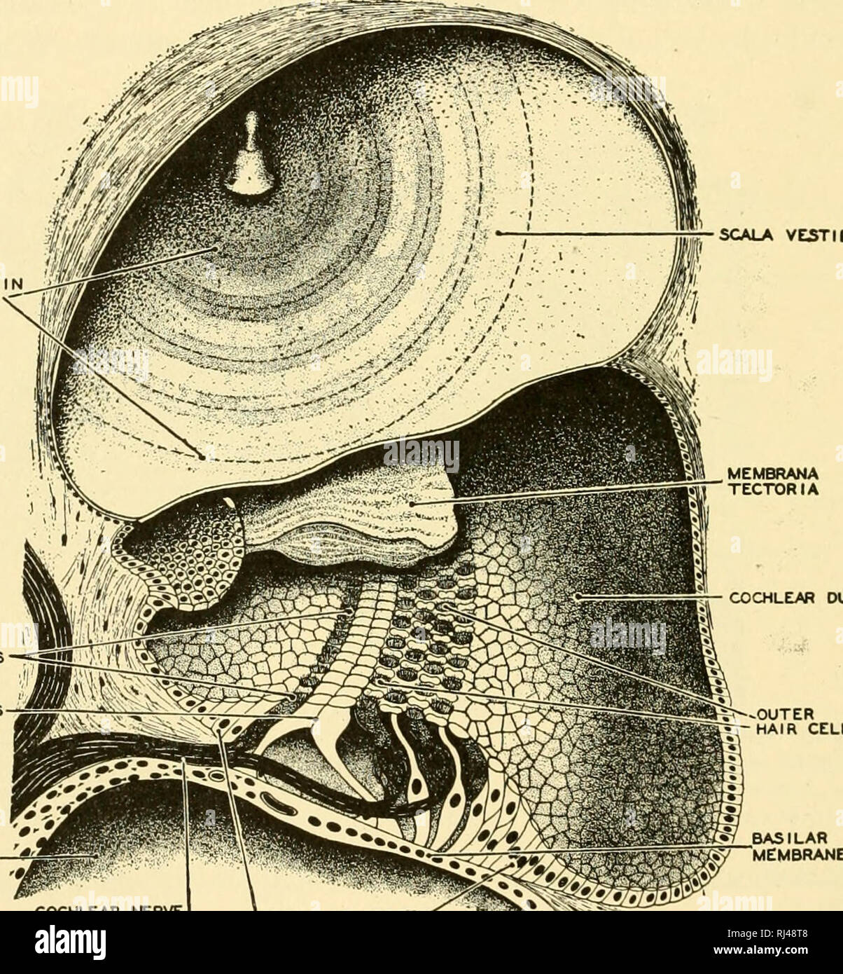 . Anatomie des chordés. Cordés ; anatomie, comparatif. Anatomie des ...