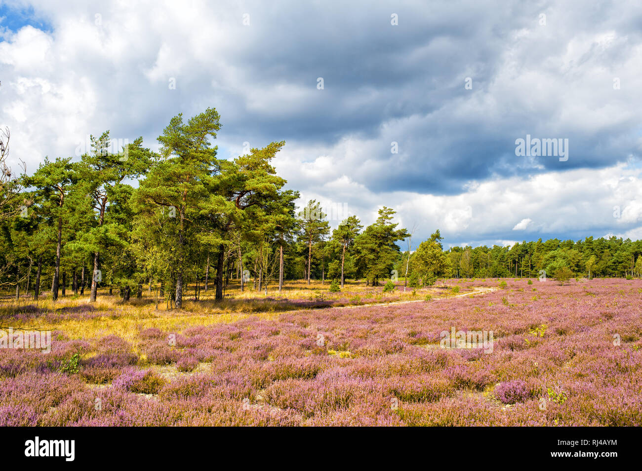 La lande à bruyère commune de floraison (Calluna vulgaris) et d'un ...