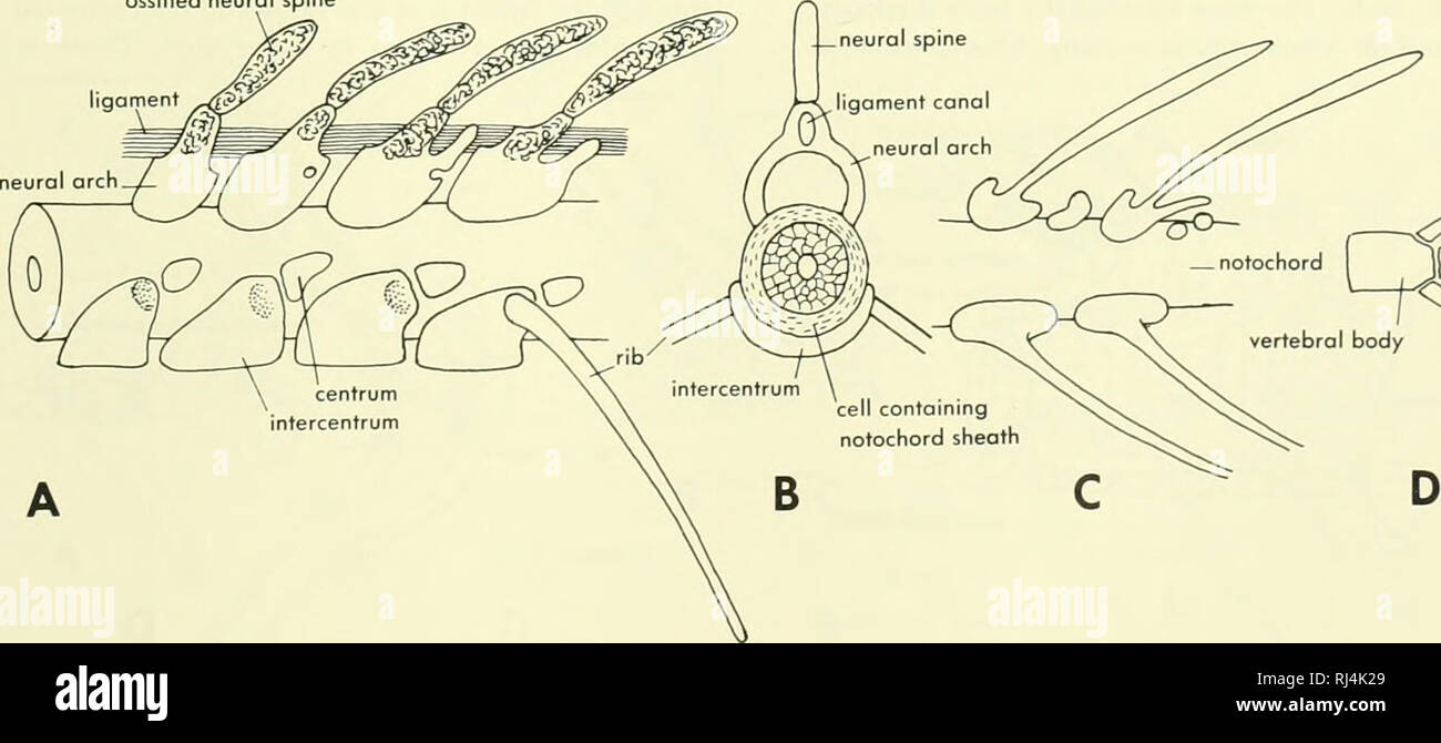 . La morphologie des chordés. La morphologie (animaux) ; français ...