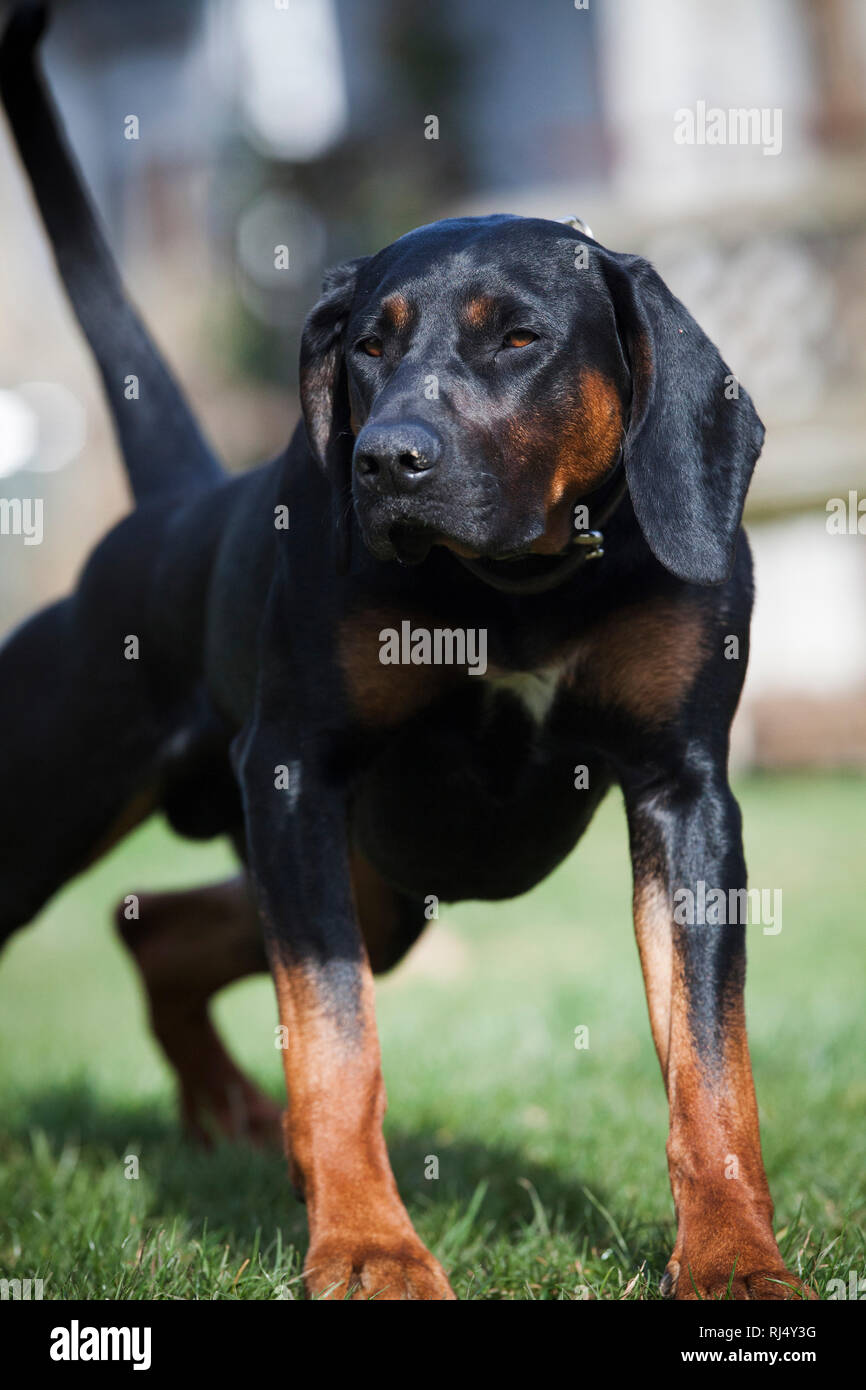 Gonczy polski Banque de photographies et d’images à haute résolution ...