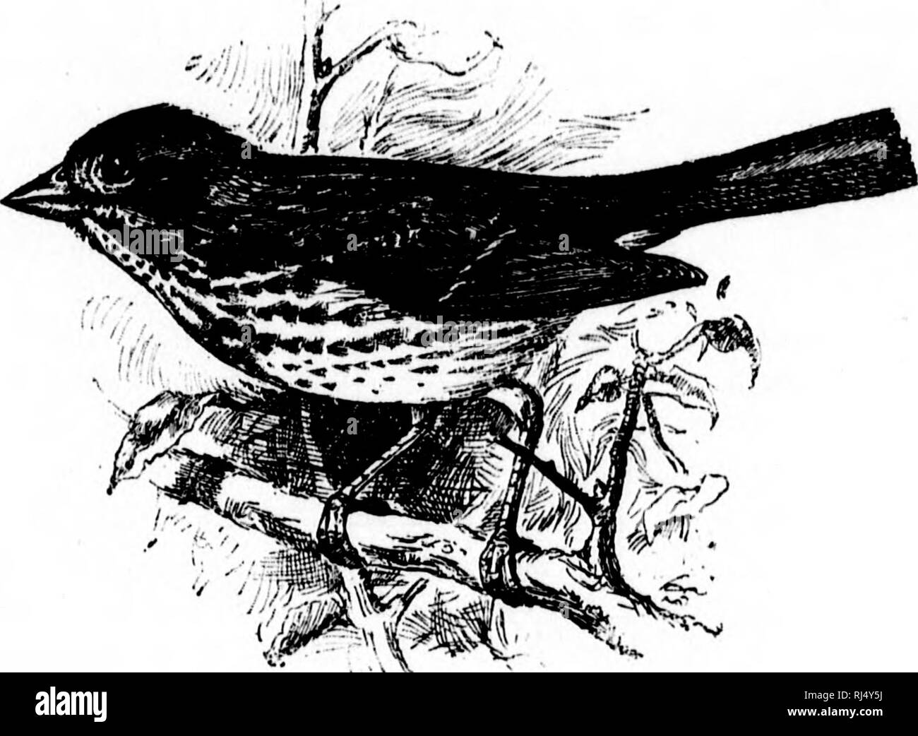 Rang du renard Banque d'images noir et blanc - Alamy