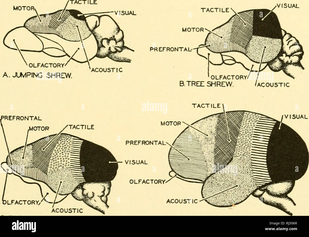 . Anatomie des chordés. Cordés ; anatomie, comparatif. Le système ...