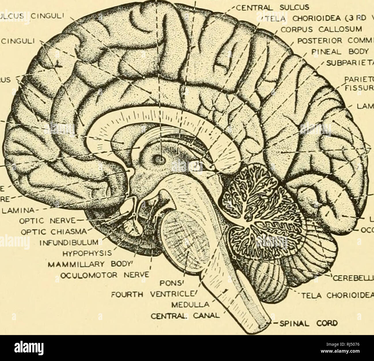 Olfactory cortex Banque de photographies et d’images à haute résolution ...