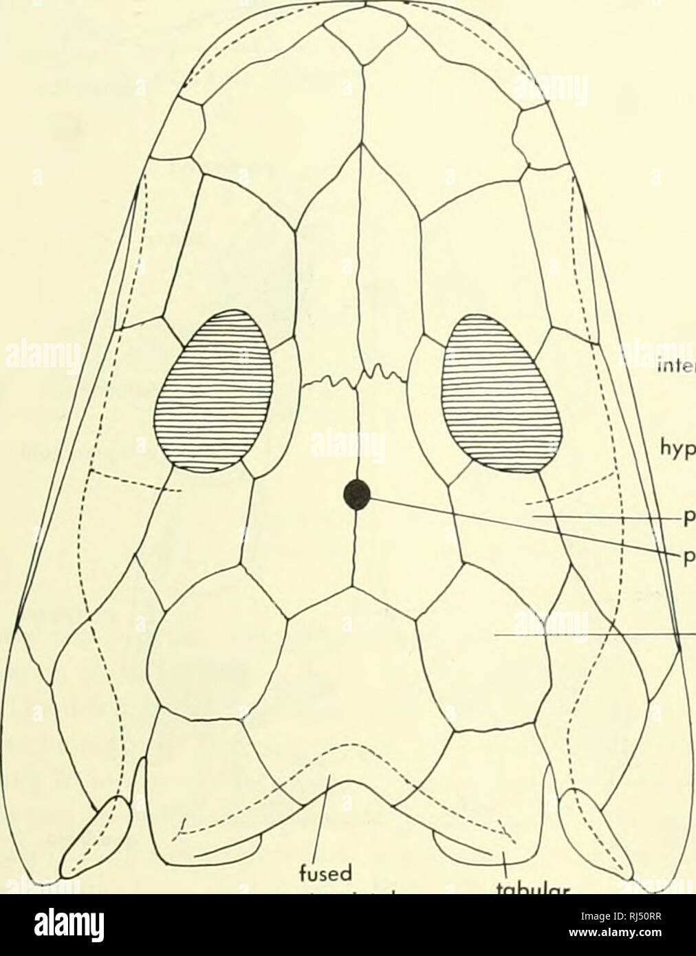 Parietal foramen Banque de photographies et d’images à haute résolution ...