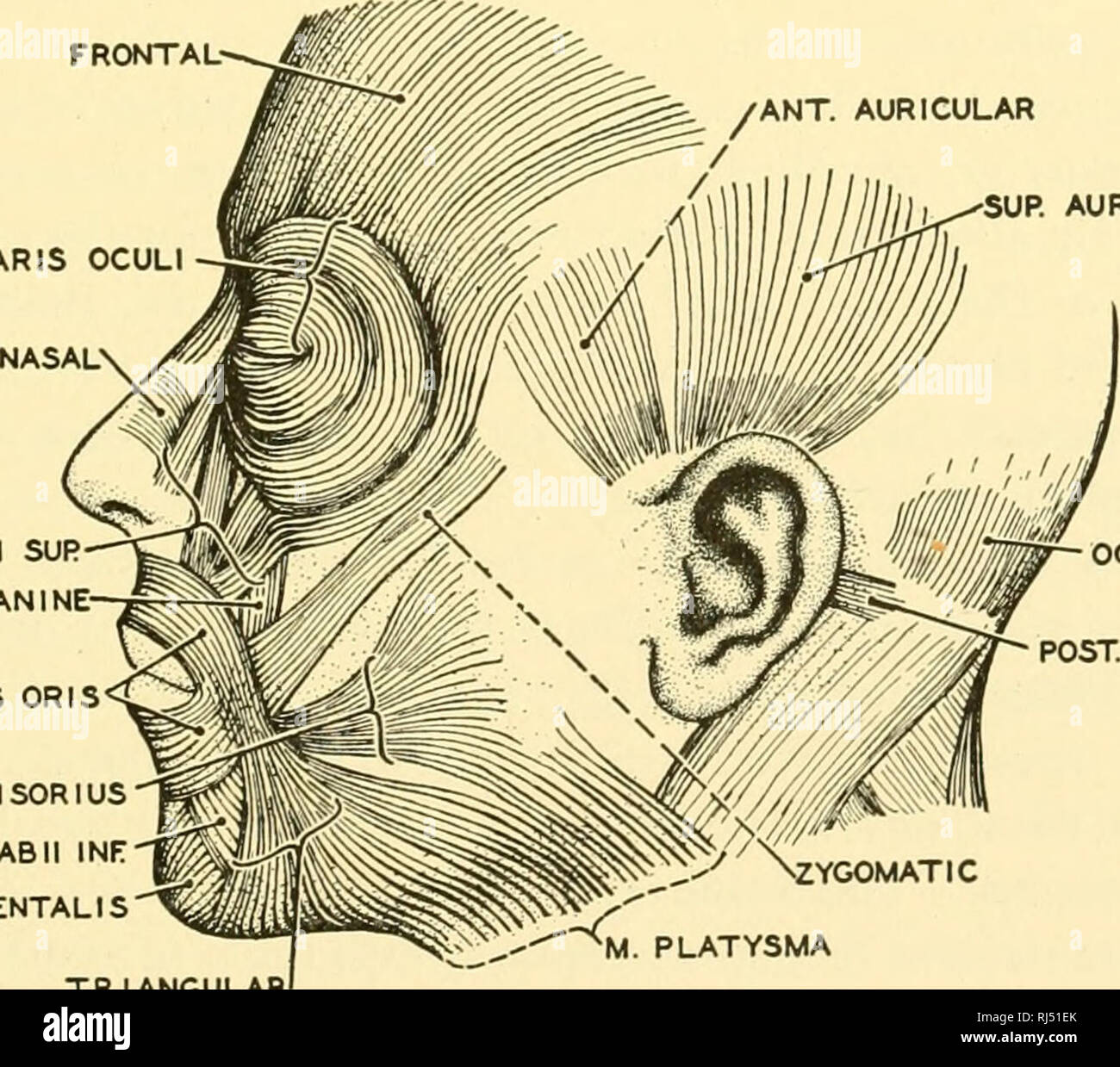 Orbicularis oculi muscles Banque de photographies et d’images à haute ...