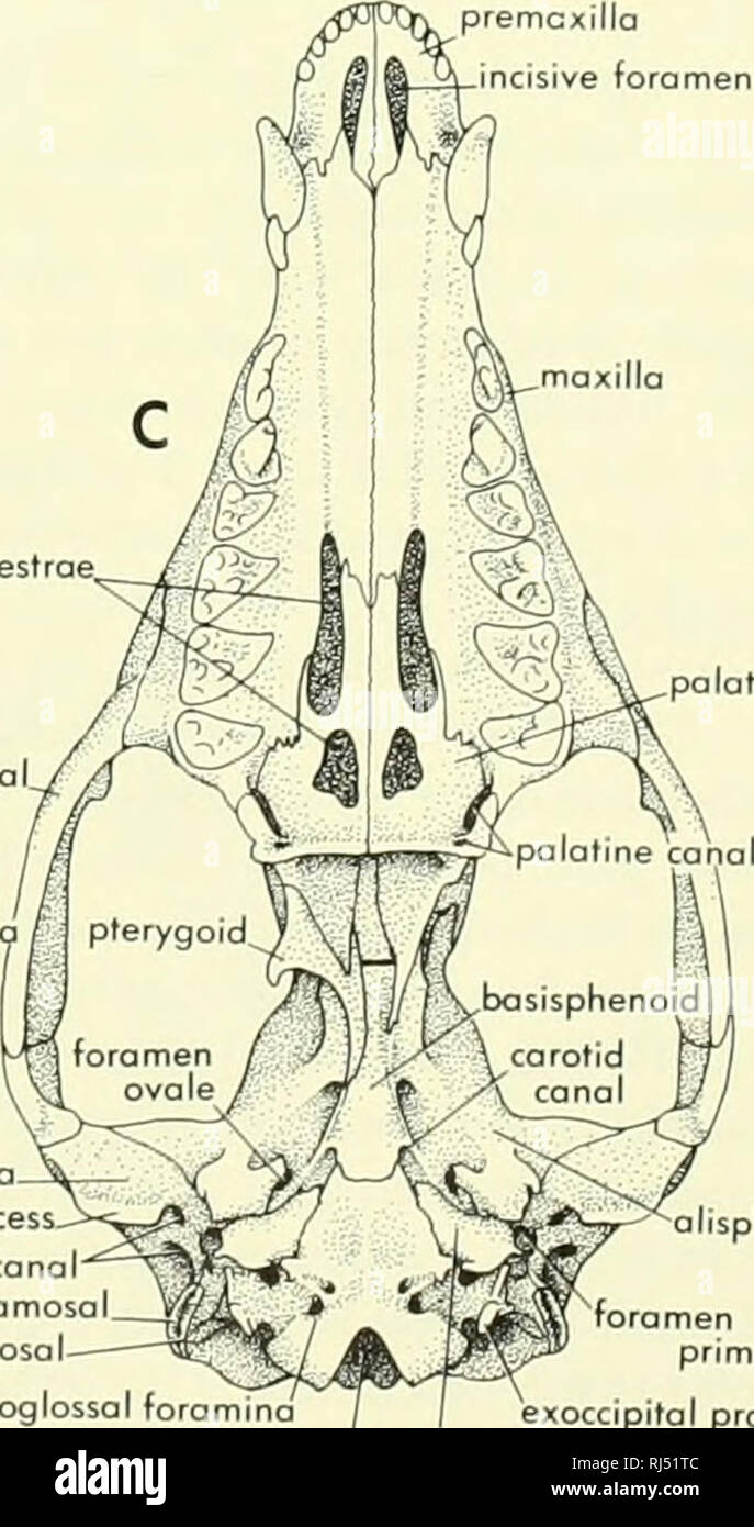 . La morphologie des chordés. La morphologie (animaux) ; Chordés. canal ...