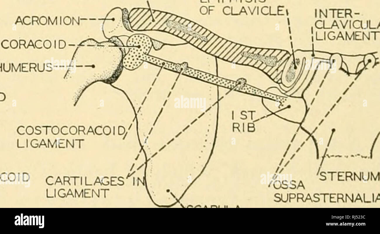 . Anatomie des chordés. Cordés ; anatomie, comparatif. -OMOSTERNUM ...