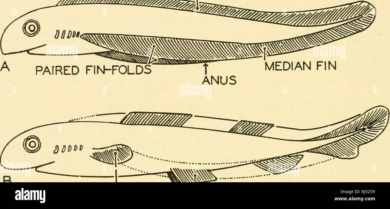 . Anatomie des chordés. Cordés ; anatomie, anatomie comparative. lyS ...