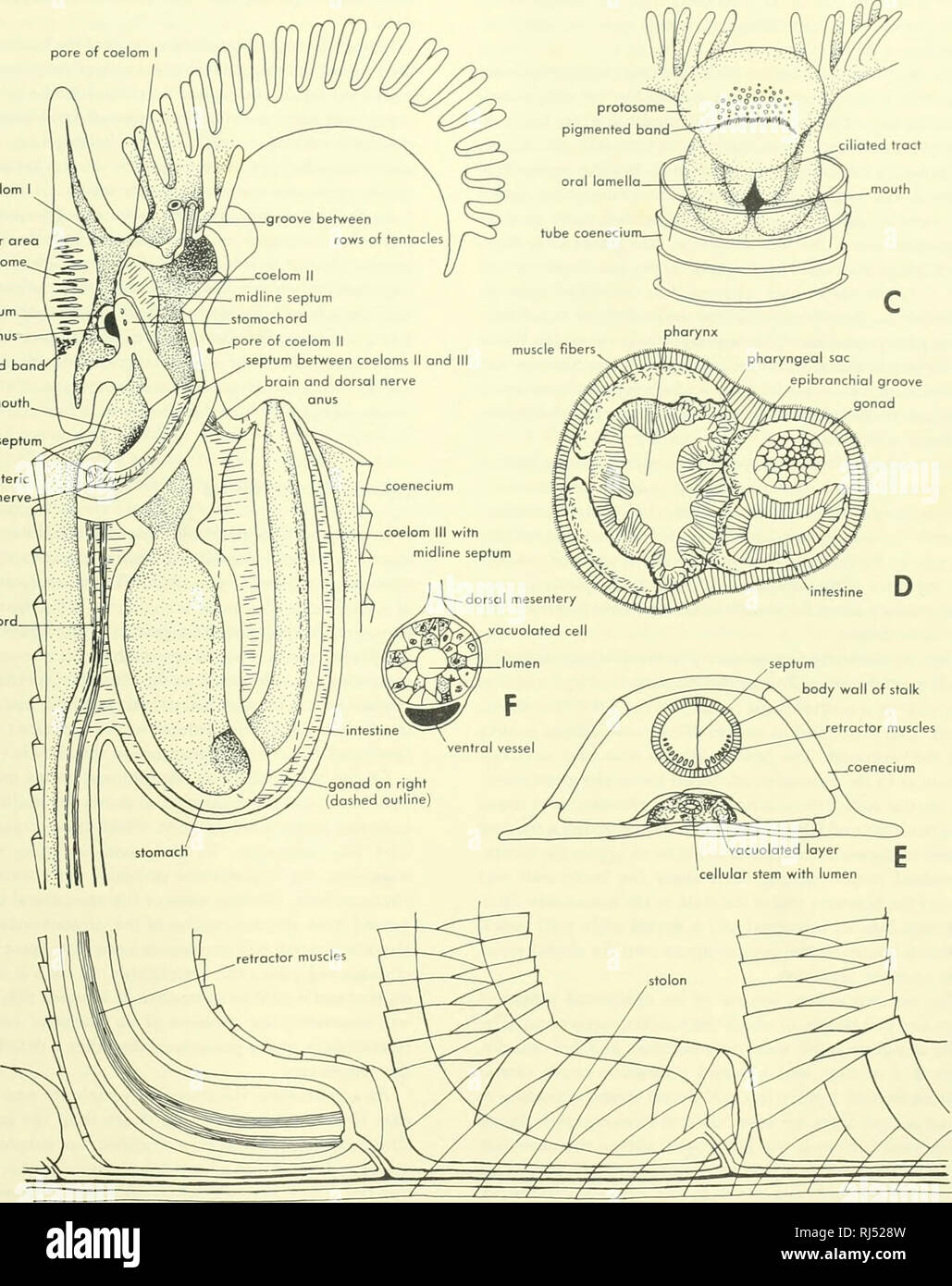 . La morphologie des chordés. La morphologie (animaux) ; Chordés. pore ...
