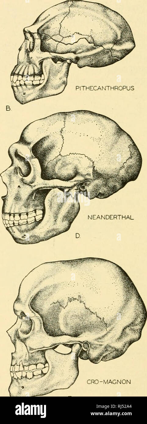 . Anatomie des chordés. Cordés ; anatomie, comparatif. CRO-MAGNON E ...