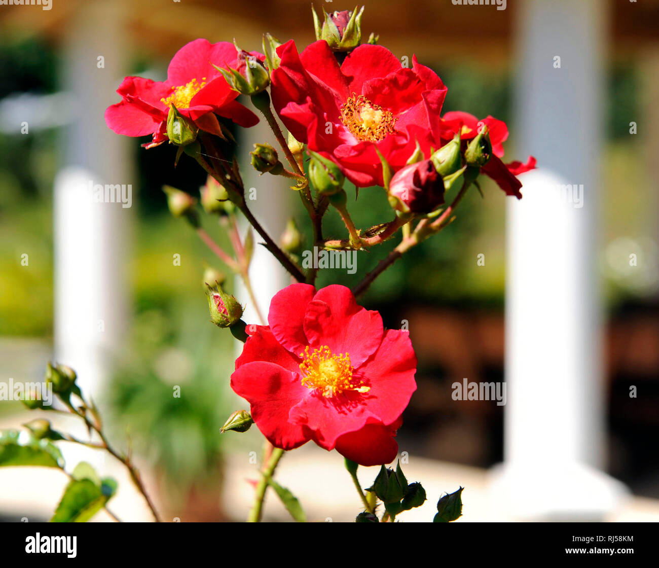 Rosa Rot Banque d'image et photos - Alamy