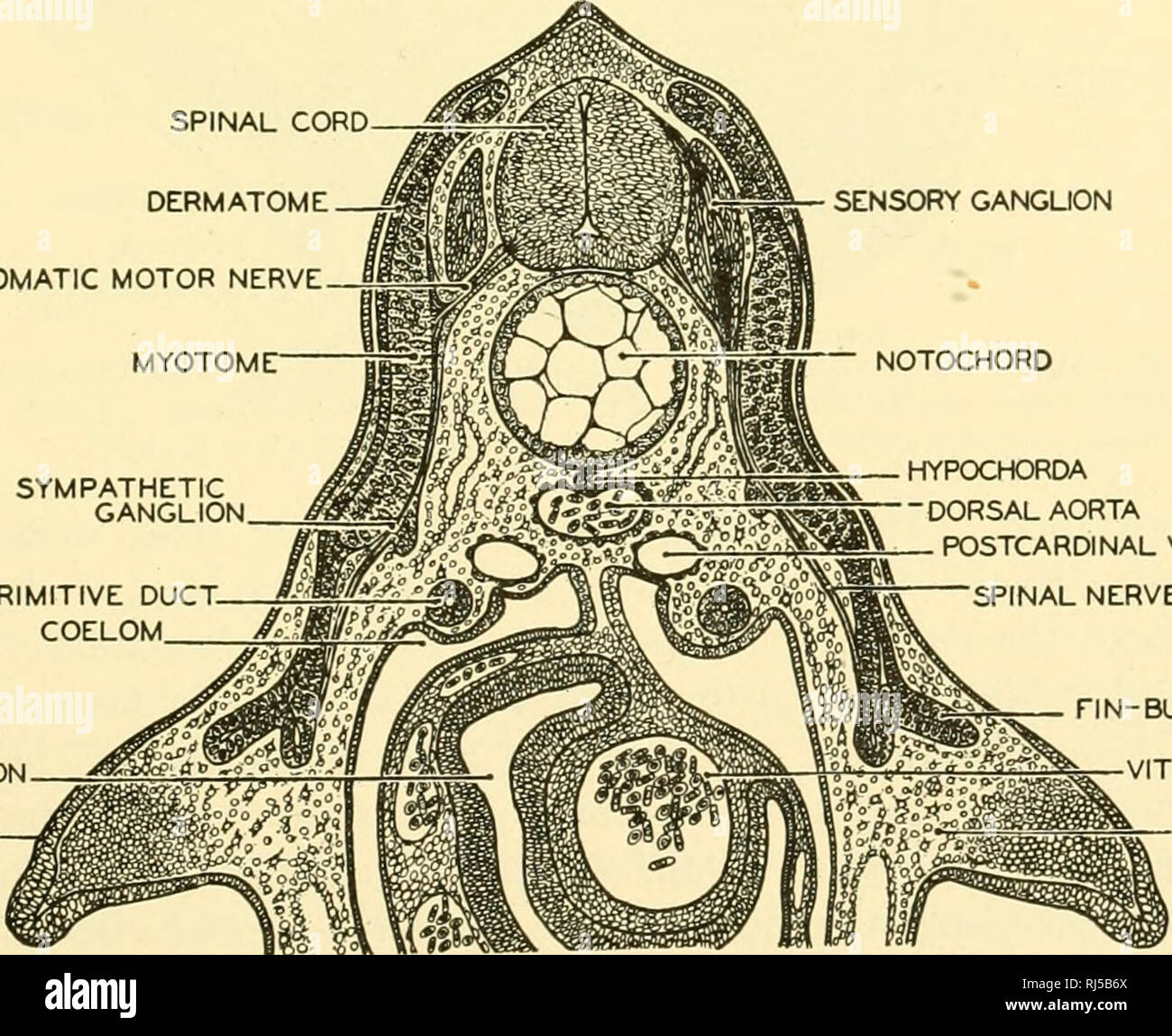 . Anatomie des chordés. Cordés ; anatomie, comparatif. Fig. 344.-Le ...
