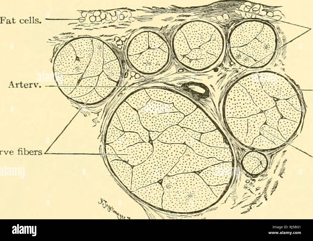 . Anatomie des chordés. Cordés ; anatomie, comparatif. 99 histologie la ...