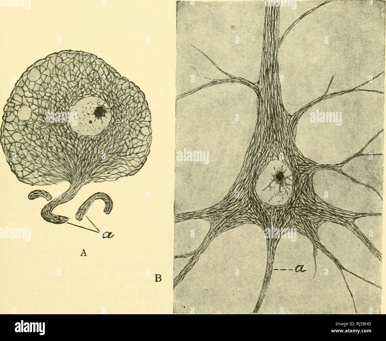 . Anatomie des chordés. Cordés ; anatomie, comparatif. Fig. 91.-types ...