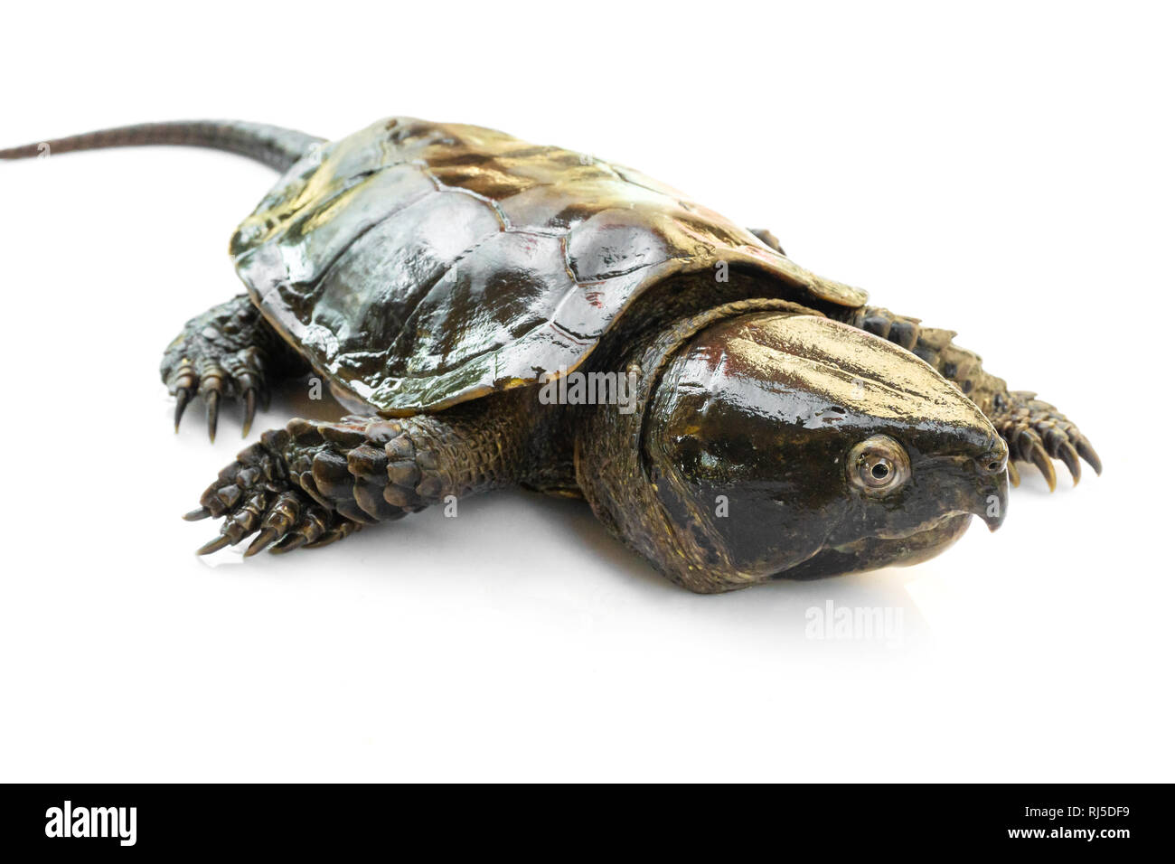 Platysternon megacephalum 'tortue' sur un fond blanc,est une tortue d ... Platysternon megacephalum 'tortue' sur un fond blanc,est une tortue d ...