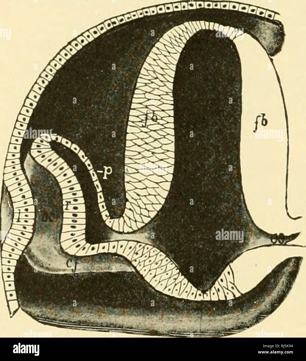 . Anatomie des chordés. Cordés ; anatomie, comparatif. 412 anatomie ...