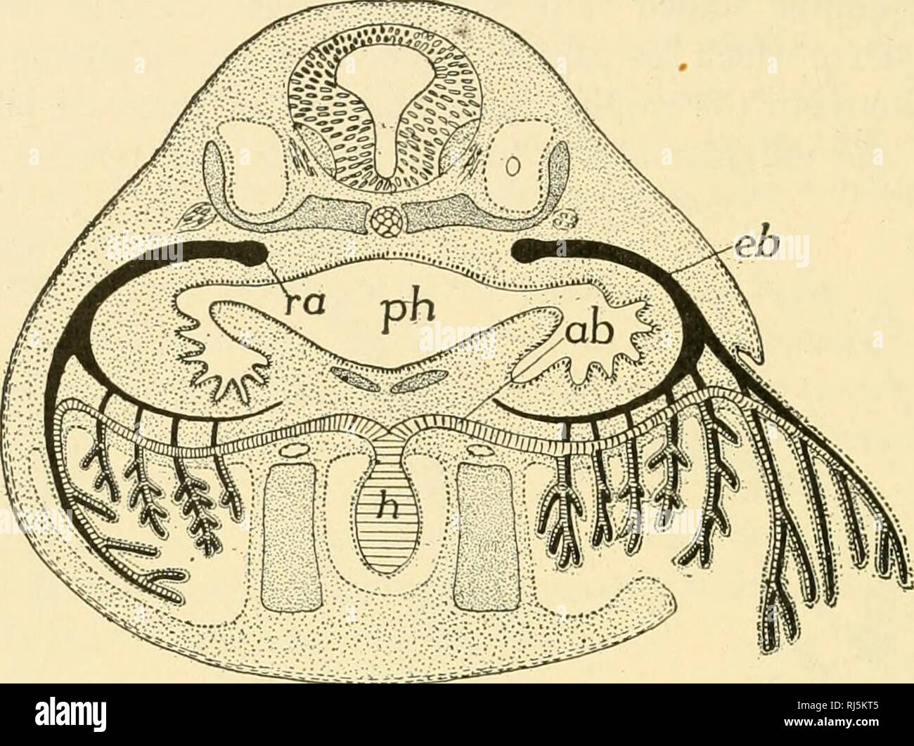 Anatomie externe des reins Banque de photographies et d’images à haute ...