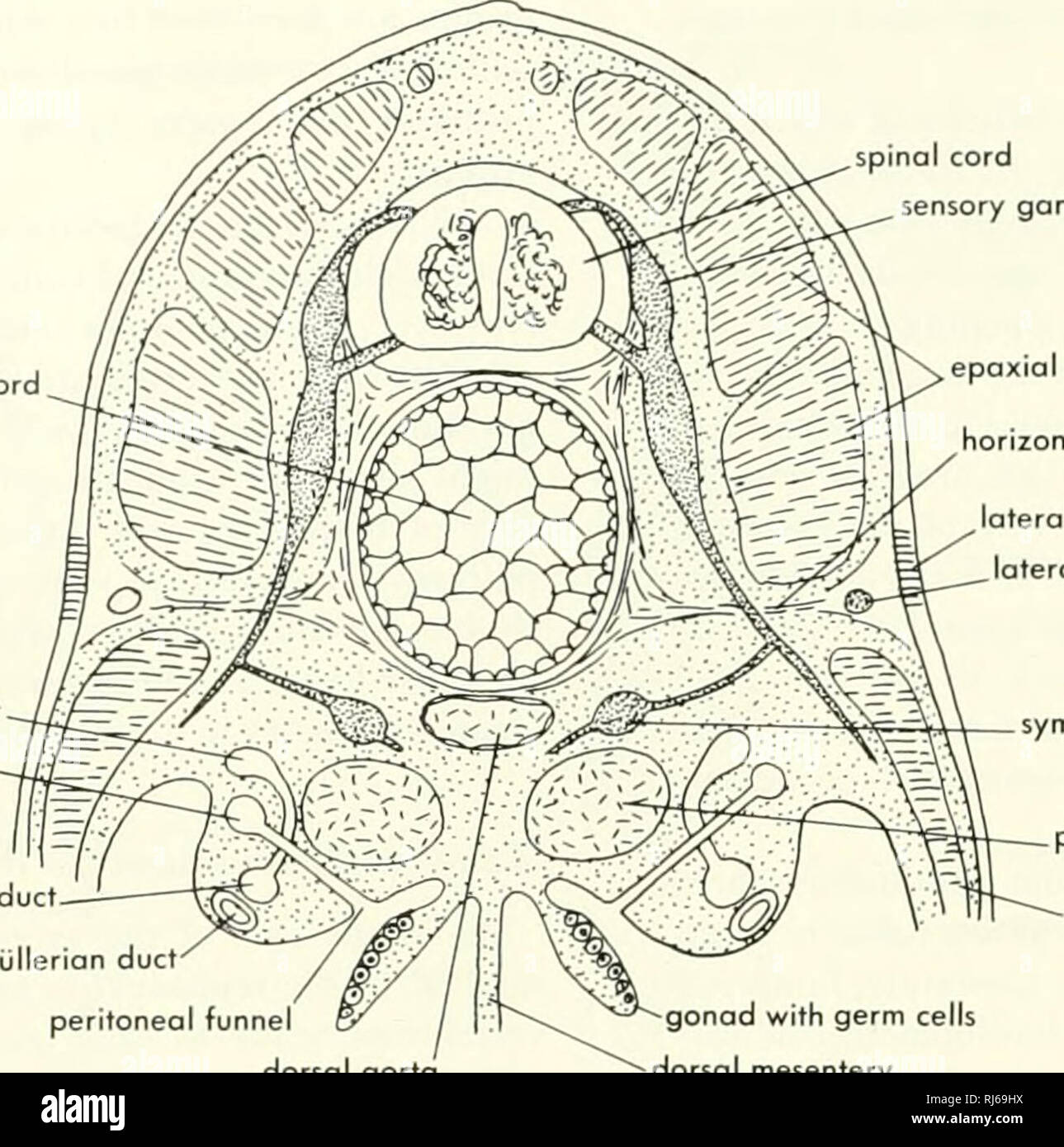 . La morphologie des chordés. La morphologie (animaux) ; Chordés ...