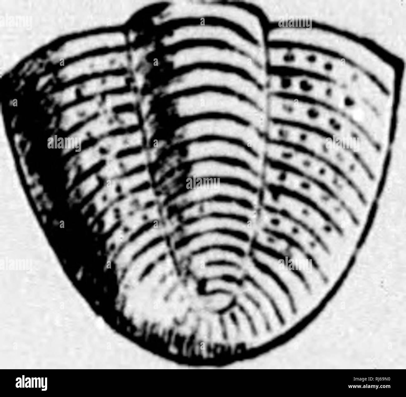 Gros trilobites Banque de photographies et d’images à haute résolution ...