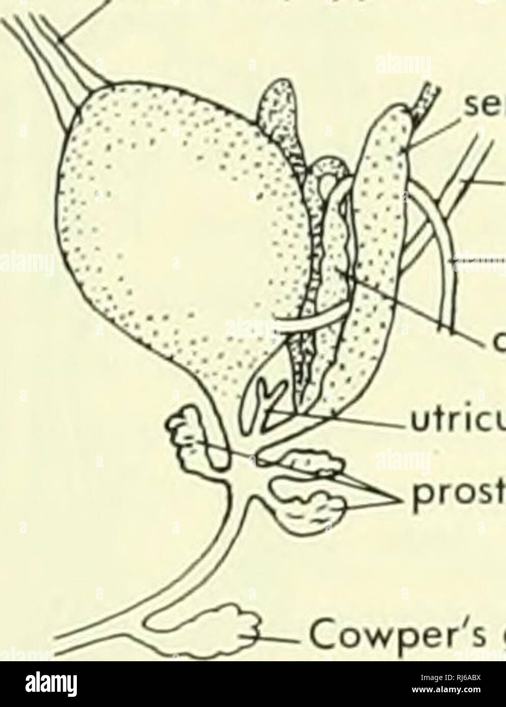 Vesicle seminal Banque de photographies et d’images à haute résolution ...