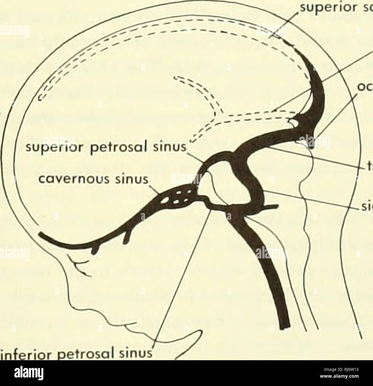 . La morphologie des chordés. La morphologie (animaux) ; Chordés. sinus ...