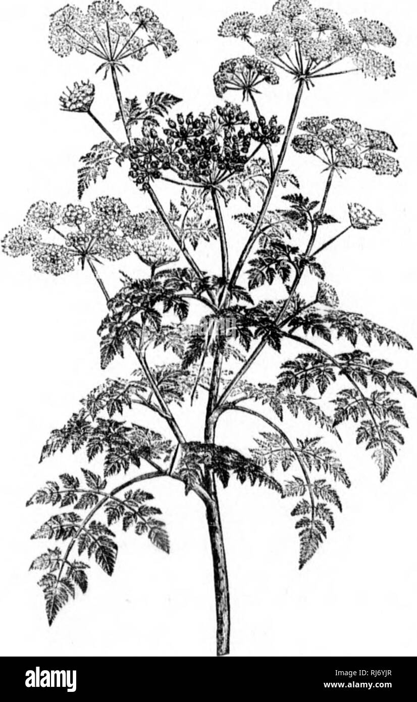 Poison hemlock conium maculatum fruits Banque de photographies et d ...