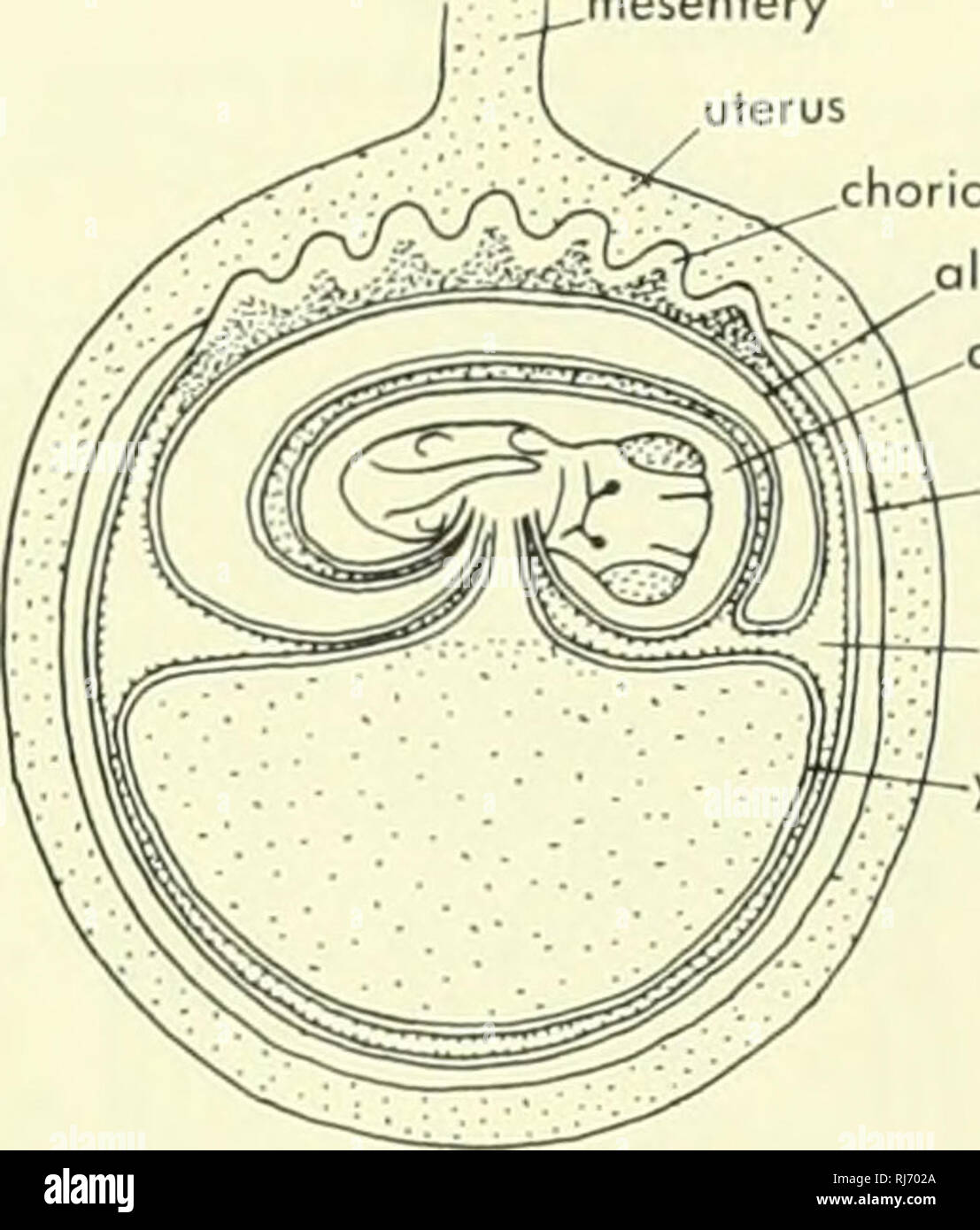 . La morphologie des chordés. La morphologie (animaux) ; Chordés ...