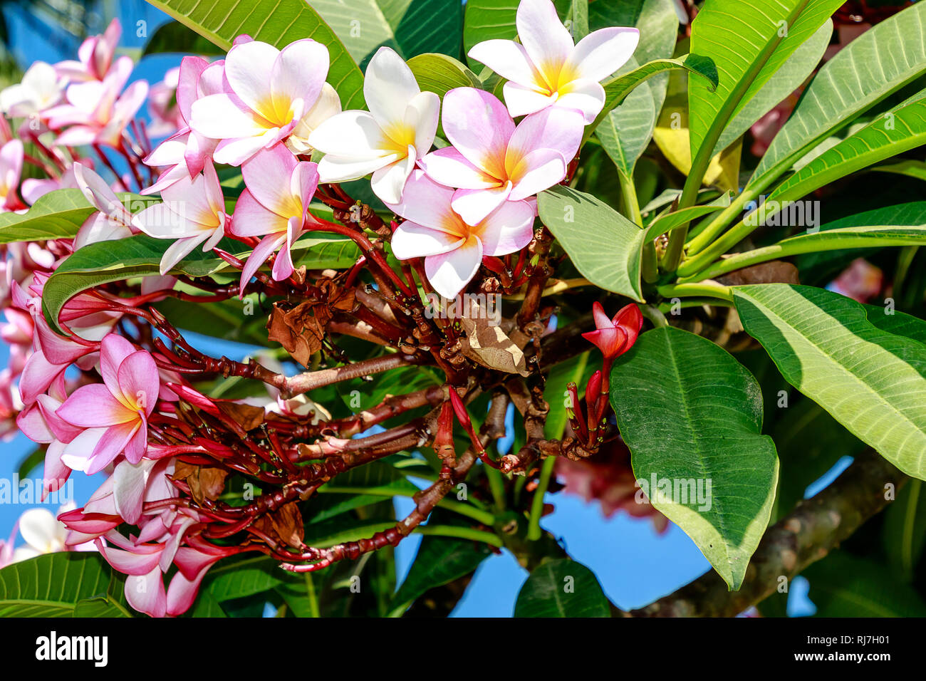 Frangipanier rouge plumeria rubra Banque de photographies et d’images à ...