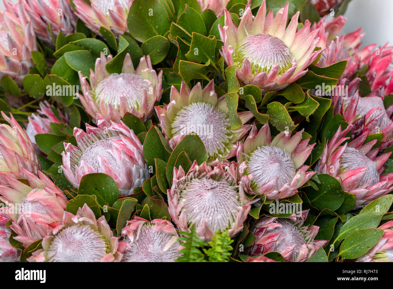 Protea protea King ou photo:la fleur nationale d'Afrique du Sud Photo ...