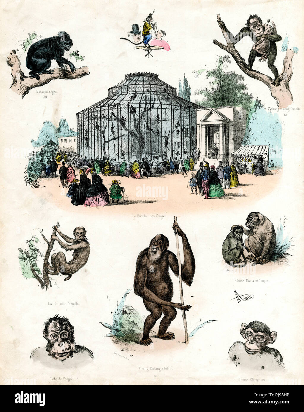 Monkey house zoo Banque de photographies et d’images à haute résolution ...