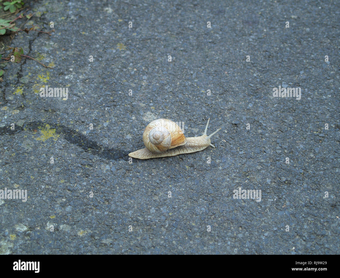 Snail trace Banque de photographies et d’images à haute résolution - Alamy