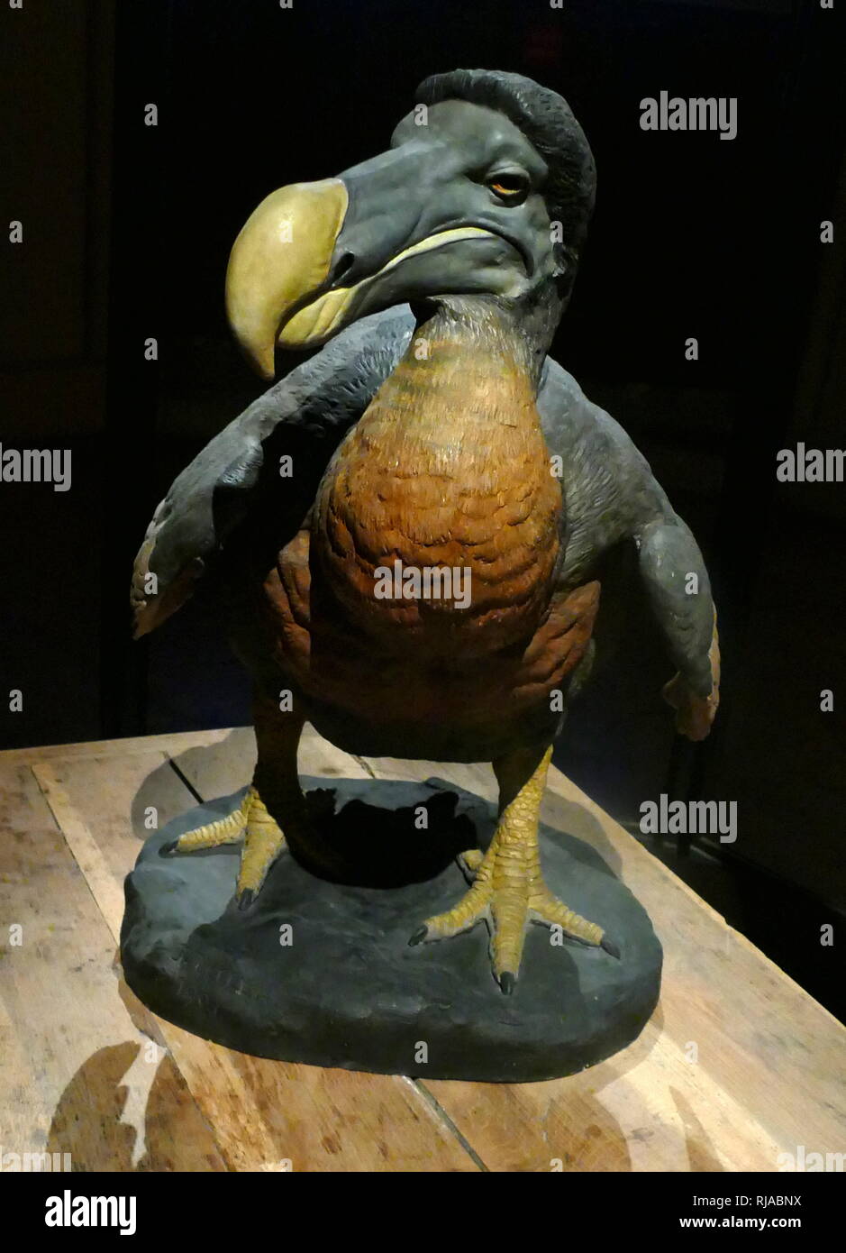 Dodo oiseaux Banque de photographies et d’images à haute résolution - Alamy