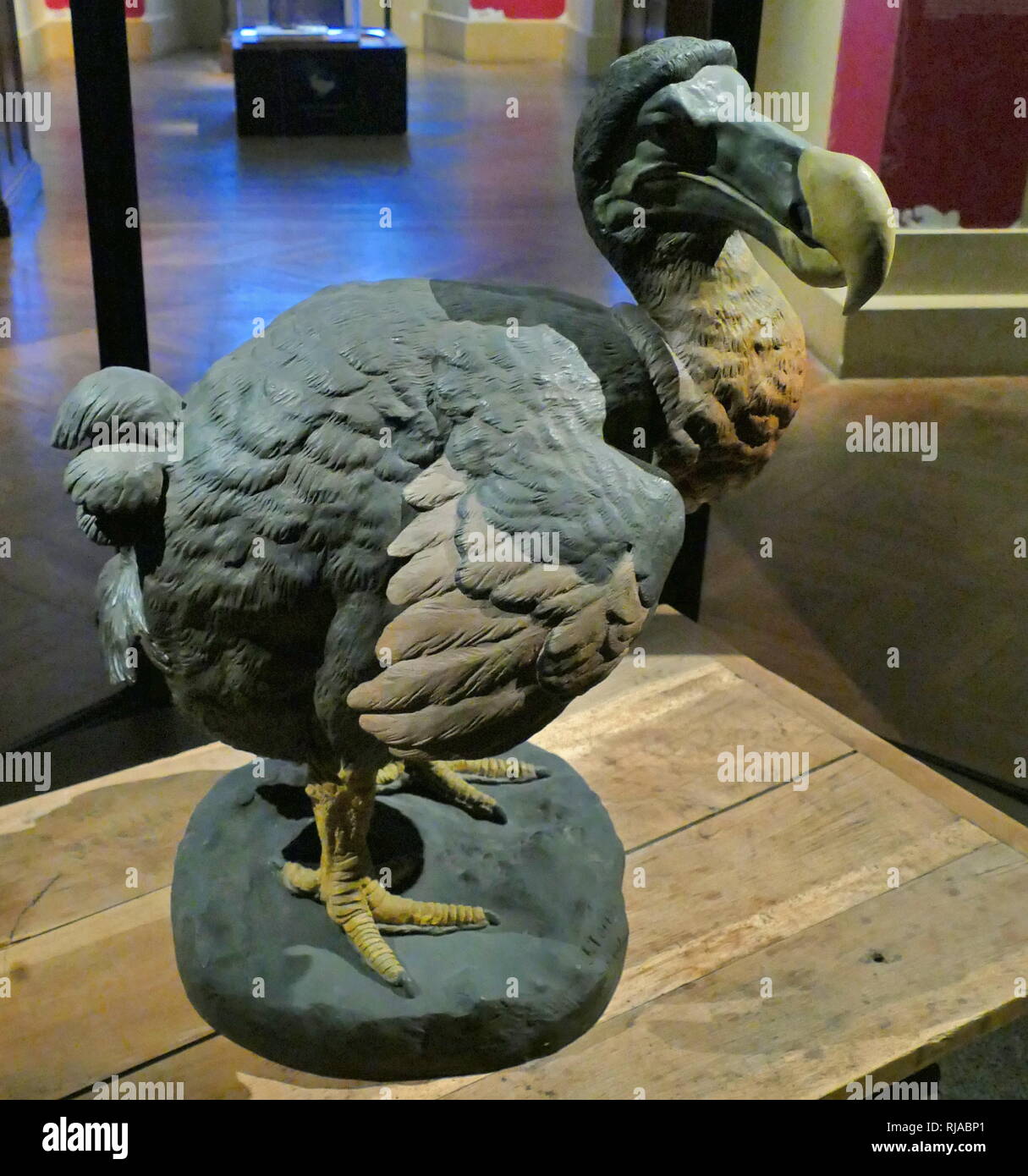 Dodo oiseaux Banque de photographies et d’images à haute résolution - Alamy