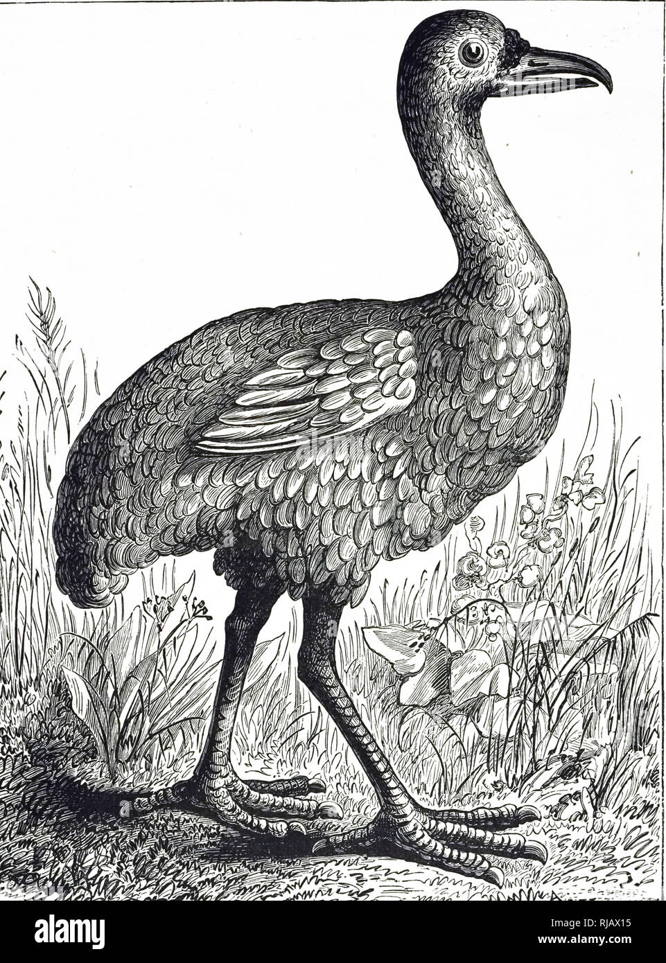 Une gravure représentant un solitaire de Rodrigues, une espèce d'oiseau ...