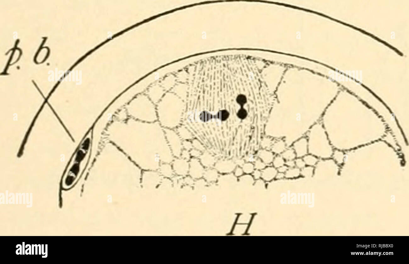 . La cellule dans le développement et l'héritage. Les cellules. G ...