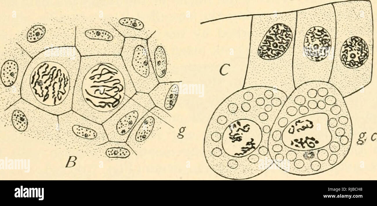 Primordial germ cells Banque de photographies et d’images à haute ...