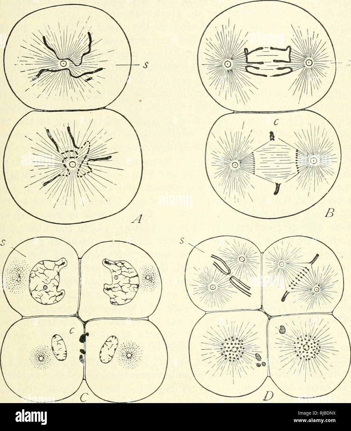 . La cellule dans le développement et l'héritage. Les cellules. L ...
