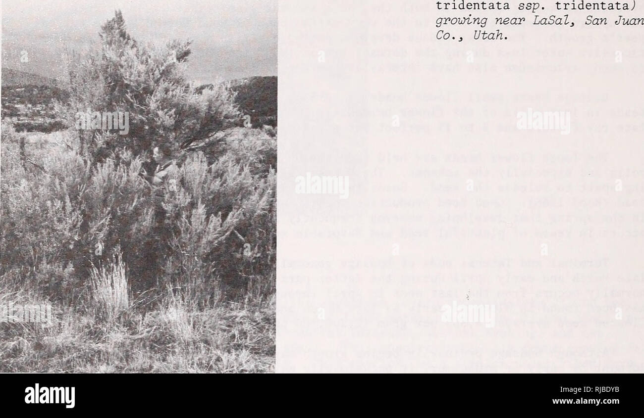 Grande armoise artemisia tridentata Banque de photographies et d’images ...