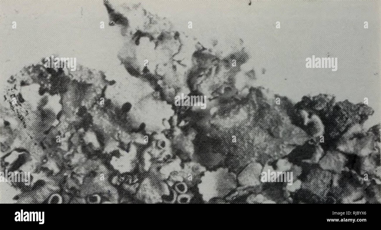 San jiao bao Banque de photographies et d’images à haute résolution - Alamy