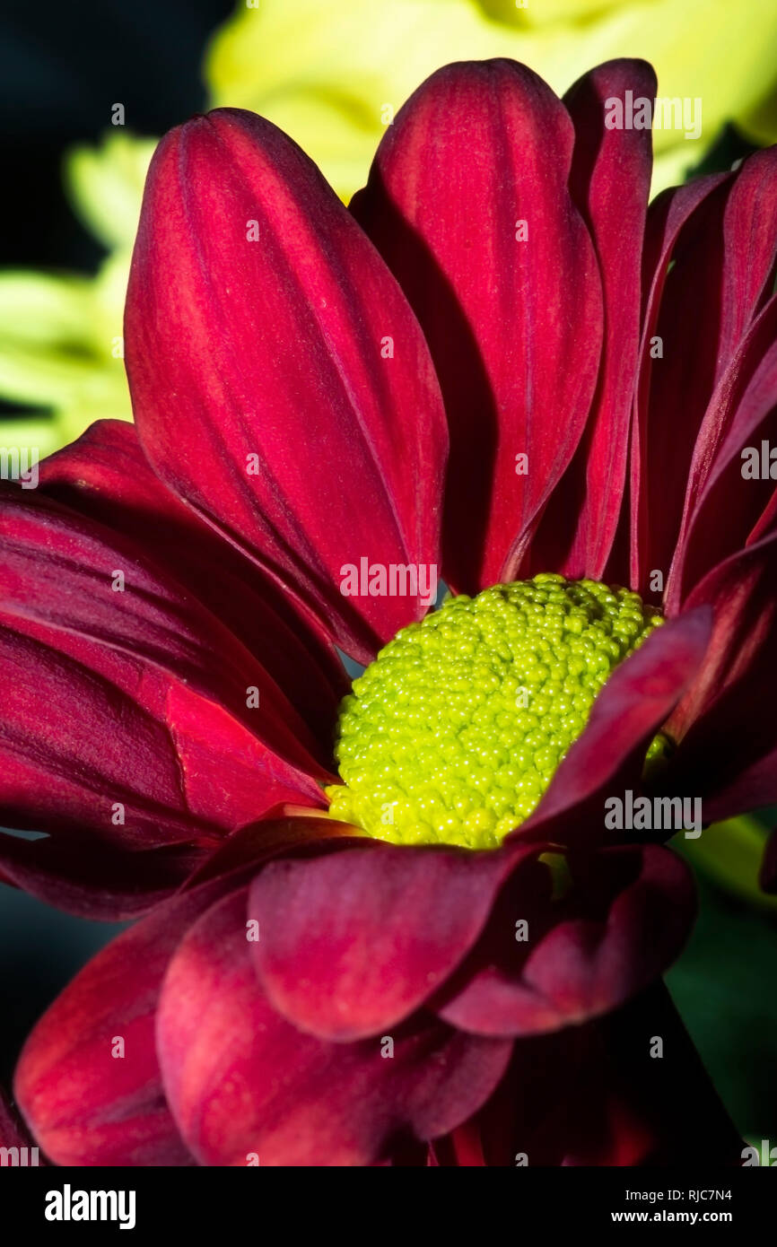Bouquet de marguerites rouges Banque de photographies et d’images à ...