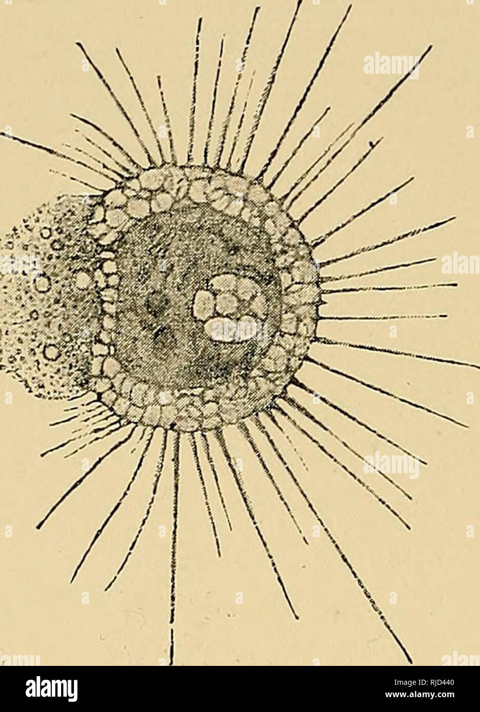 . La cellule ; donne un aperçu général de l'anatomie et la physiologie ...