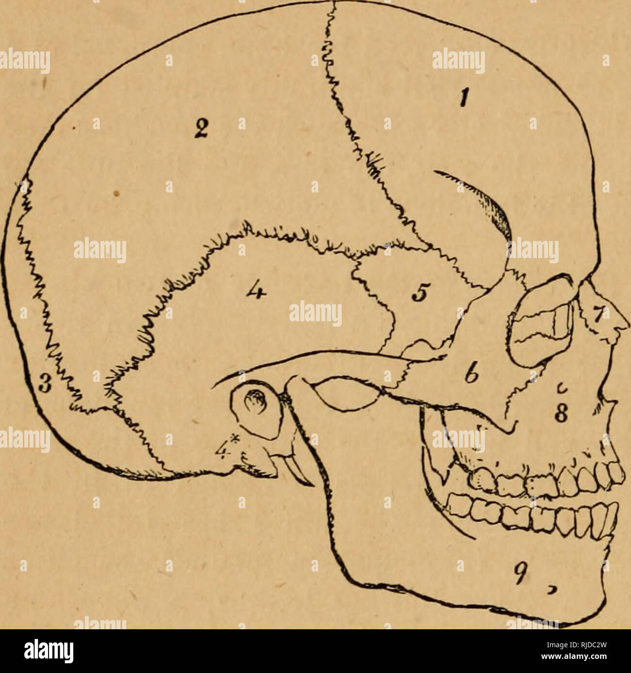. La chambre : lecteur scientifique illustré de gravures sur bois. Les ...