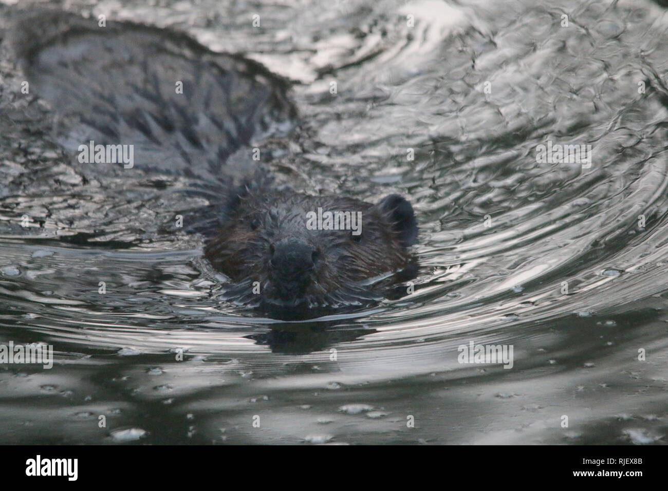 Symbole du Castor du Canada Photo Stock - Alamy