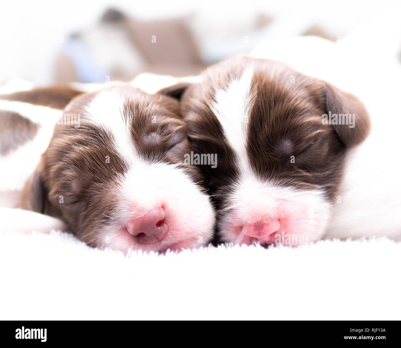 Chiots springer anglais travaillant Banque de photographies et d’images ...