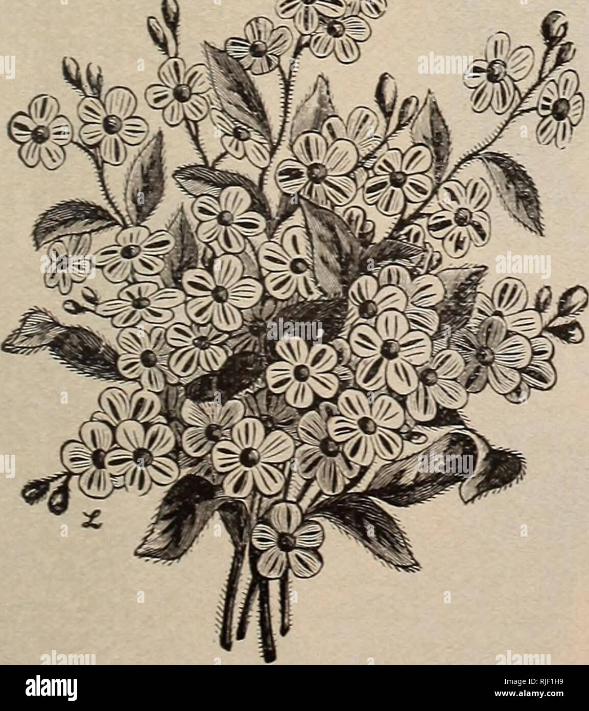 Linaria purpurea alba Banque de photographies et d’images à haute ...