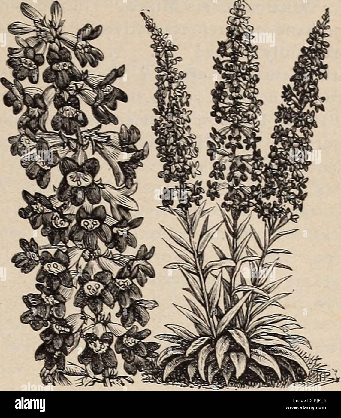 Linaria purpurea alba Banque de photographies et d’images à haute ...