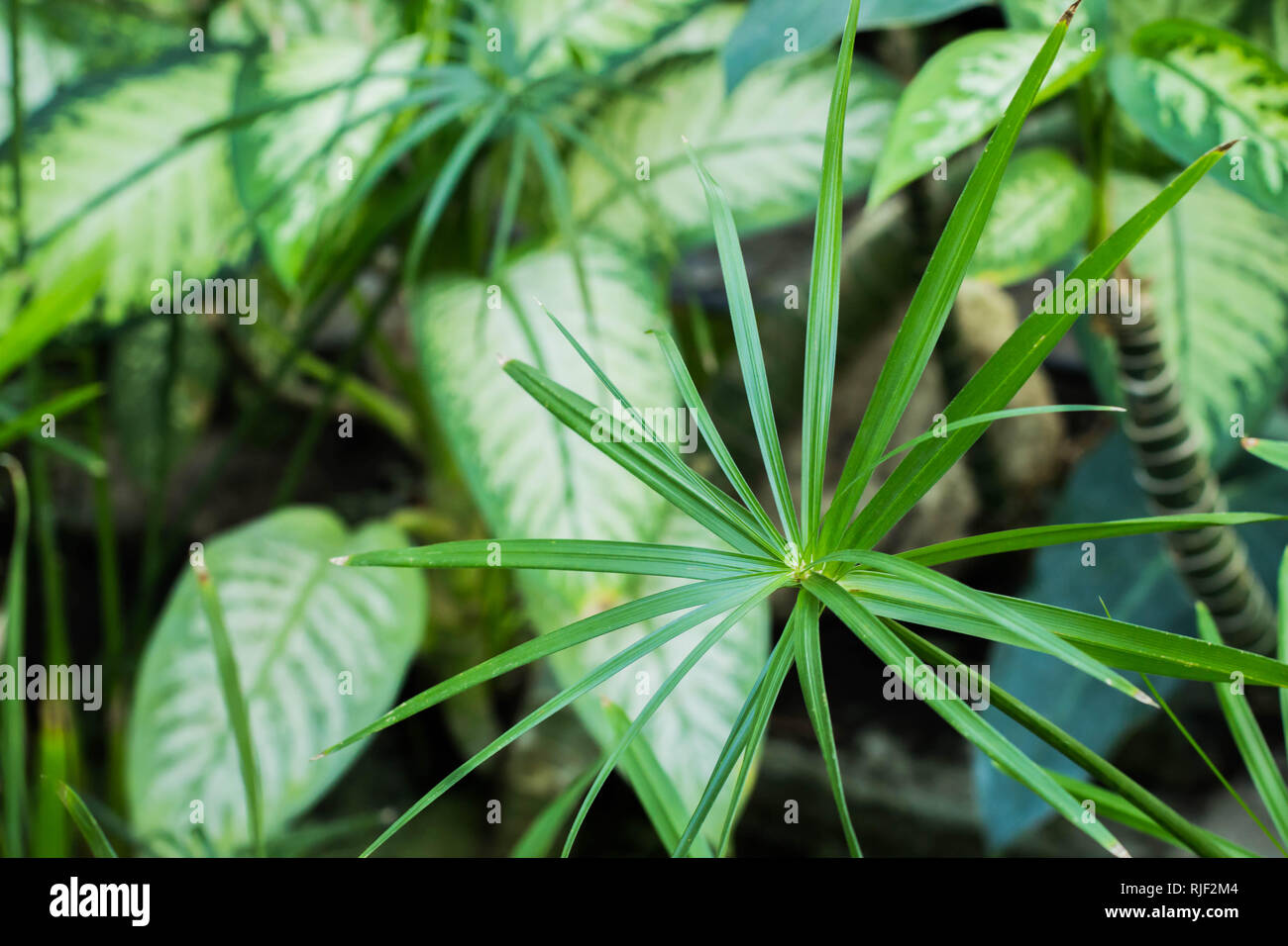 Gros plan de fleurs de papyrus cyperus Banque de photographies et d ...