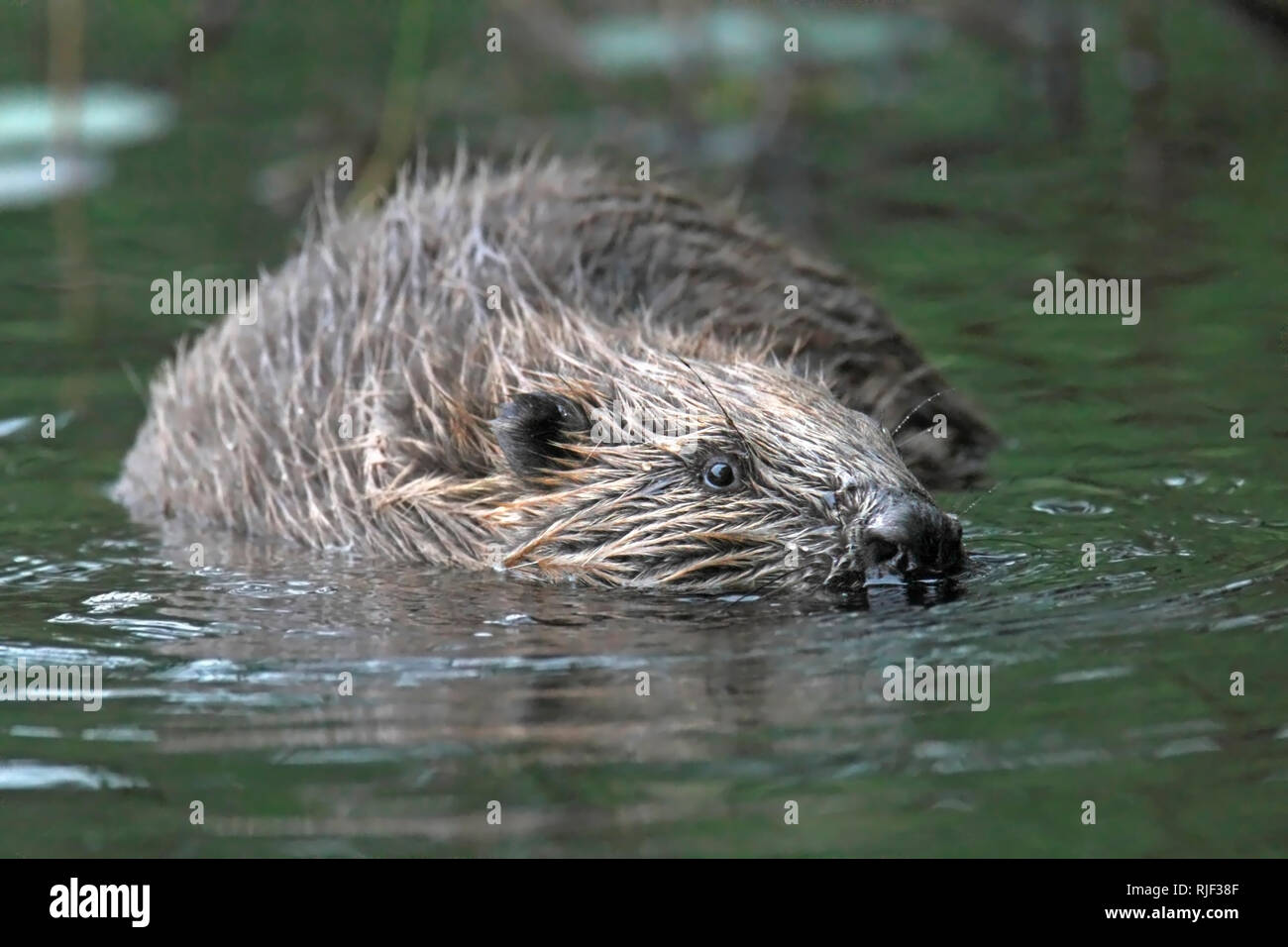 Le castor Banque de photographies et d’images à haute résolution - Alamy